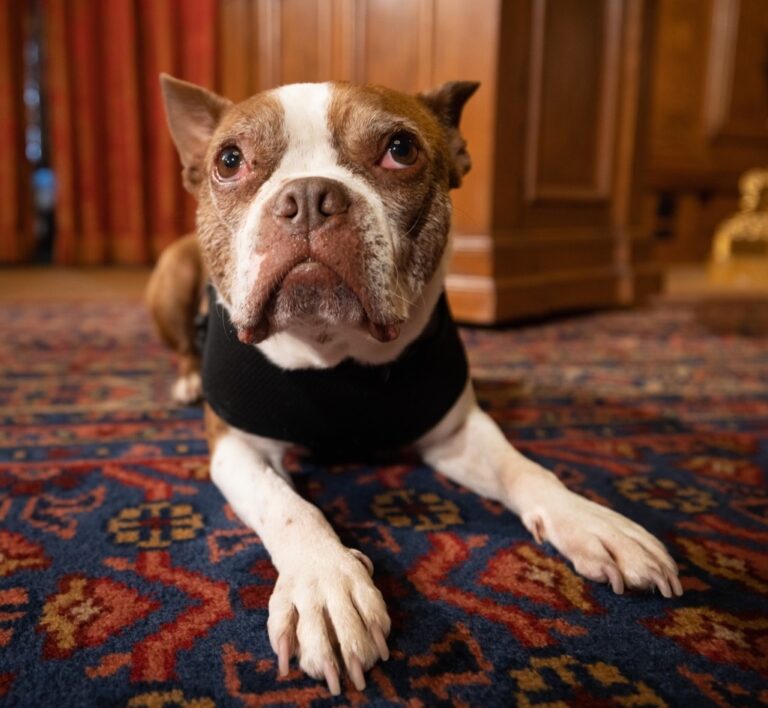 Gov. Wolf celebrates strengthening of animal welfare protections with ...