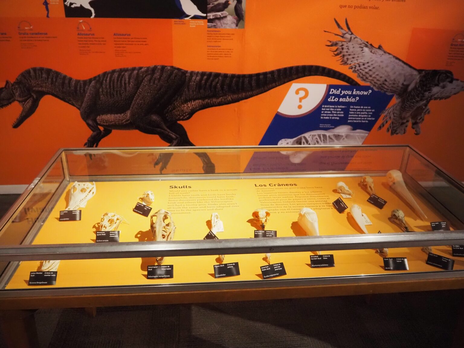 North Museum hosts world premiere of 'Dinosaurs Among Us' exhibit ...